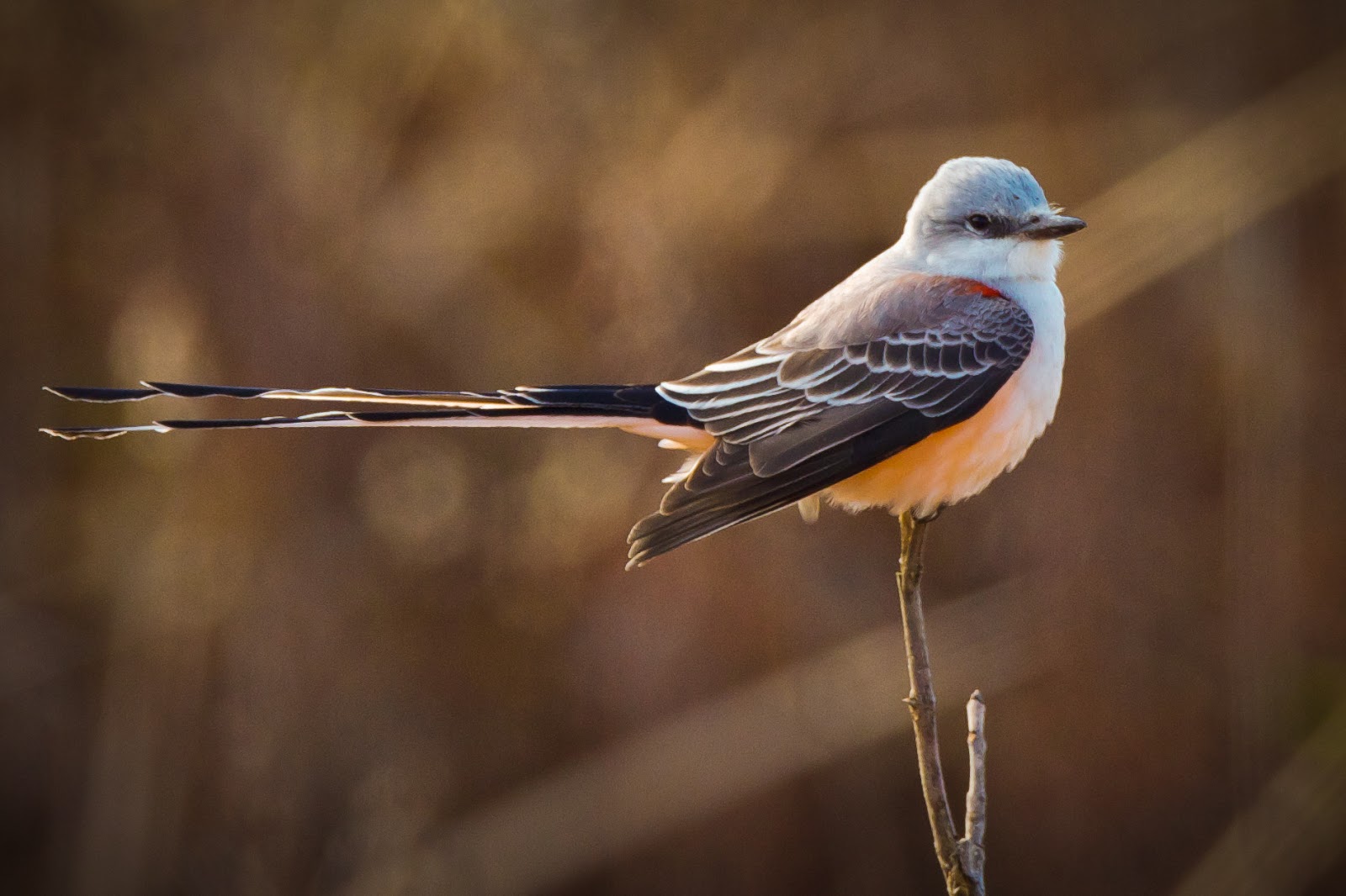 Feather Tailed Stories: Scissor-tailed Flycatcher