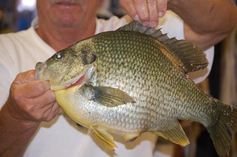 THE FISHING NEWS: POTENTIAL WORLD RECORD REDEAR SUNFISH