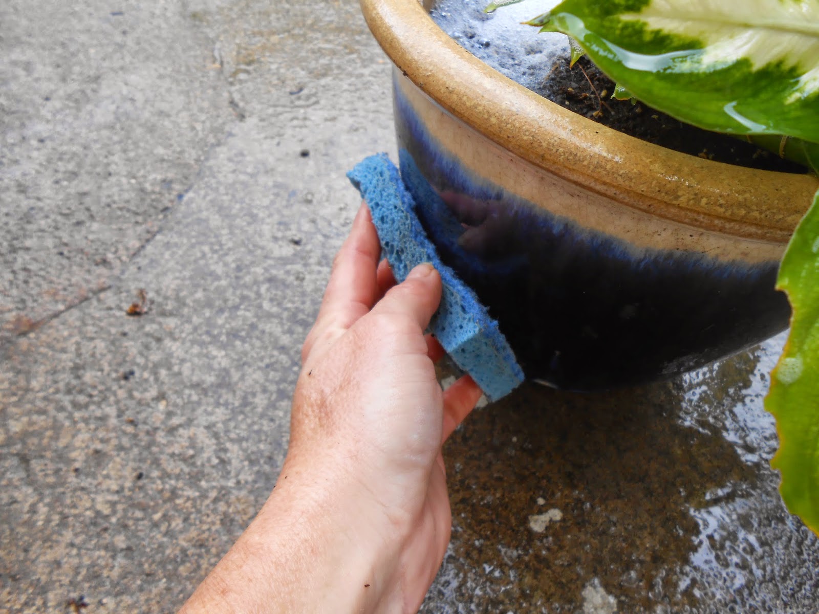 Sproutsandstuff: Bring Your Houseplants Inside but Leave the Bugs Outside