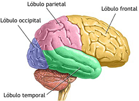 El Cerebro de Niños y Adolescentes: La Madurez de Nuestro Cerebro