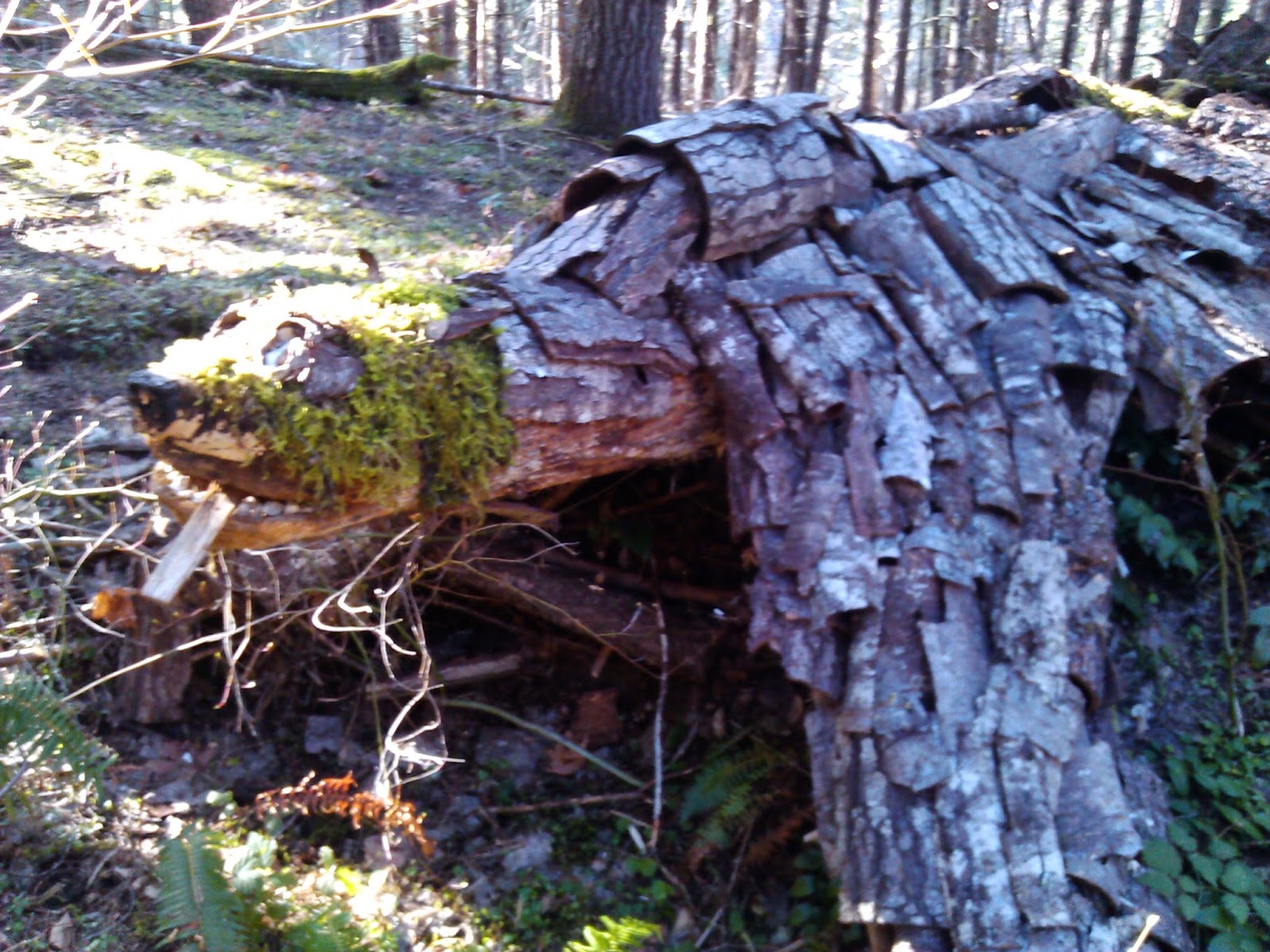 Pest Habitats: Pacific Giant Ground Sloth (Megalonyx Jeffersonii)