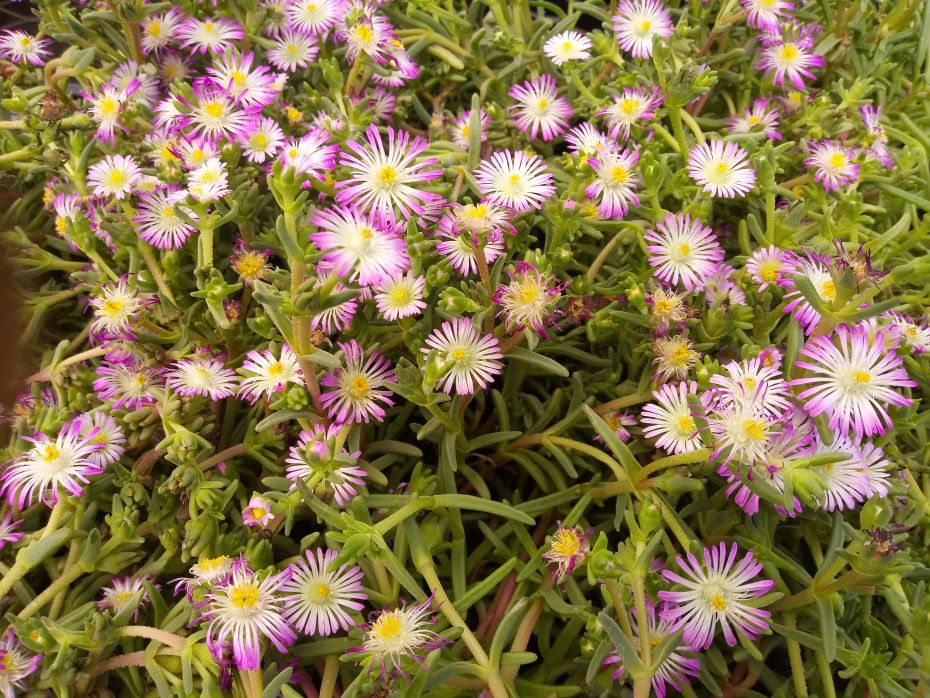 Future Plants by Randy Stewart: Delosperma - Ice Plants