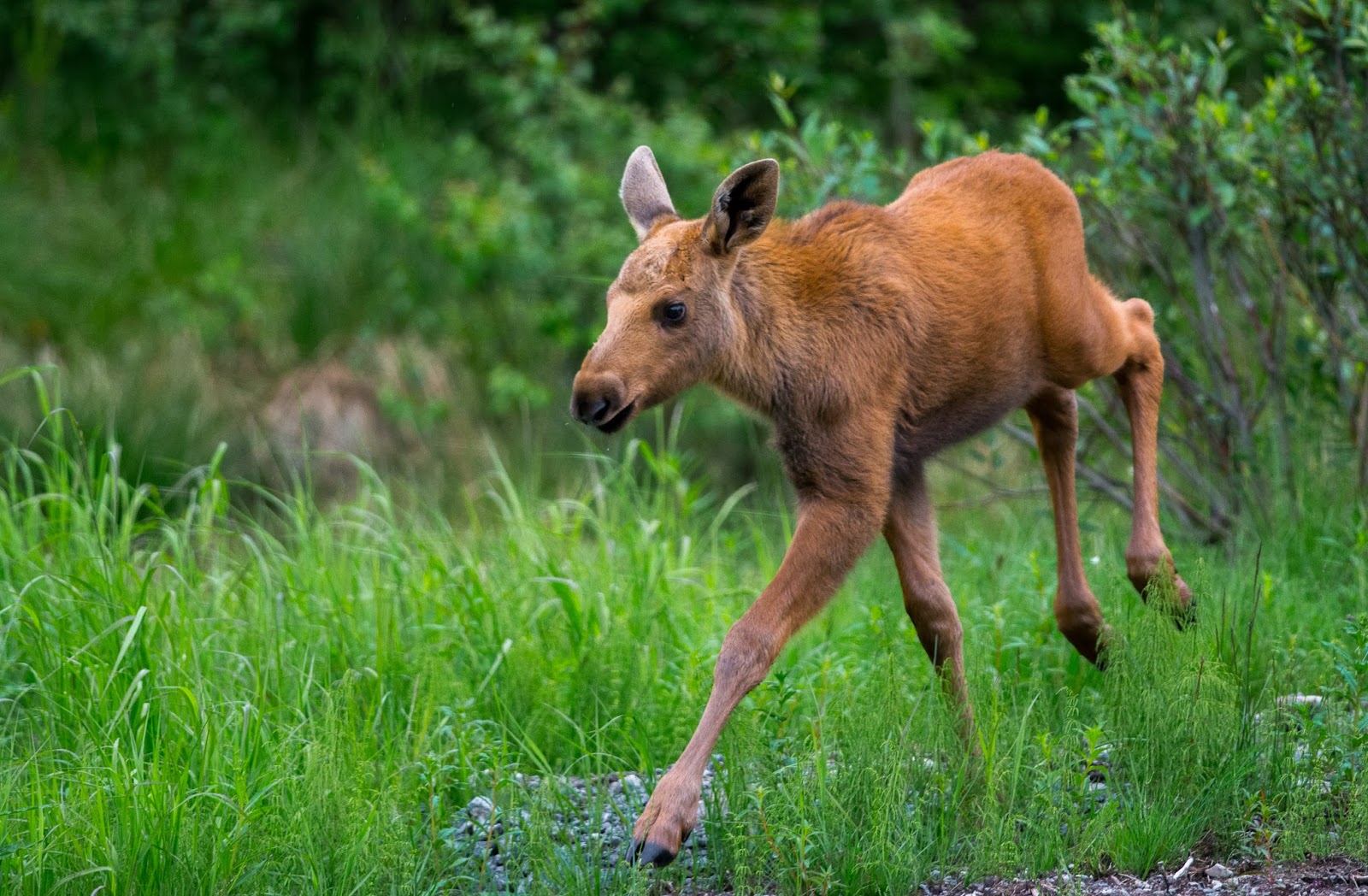 wild life trip: elan d'europe