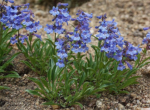 Wasatch Penstemon