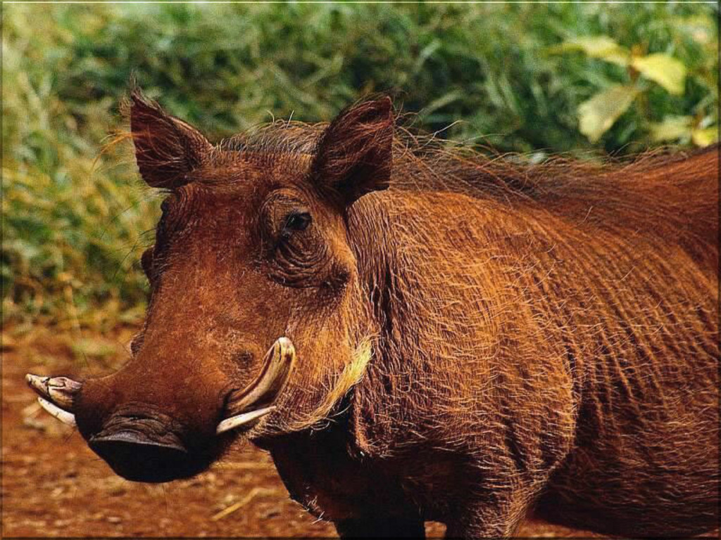 Warthog Wallpapers | Fun Animals Wiki, Videos, Pictures, Stories