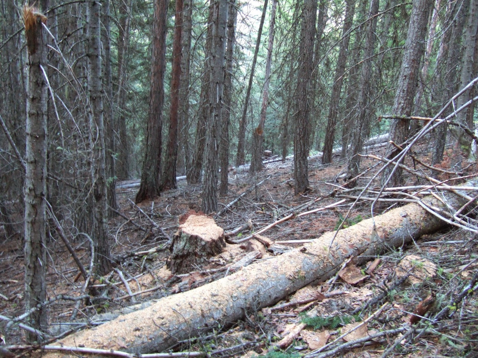 Reading the Washington Landscape: Overstocked Forest and Fire