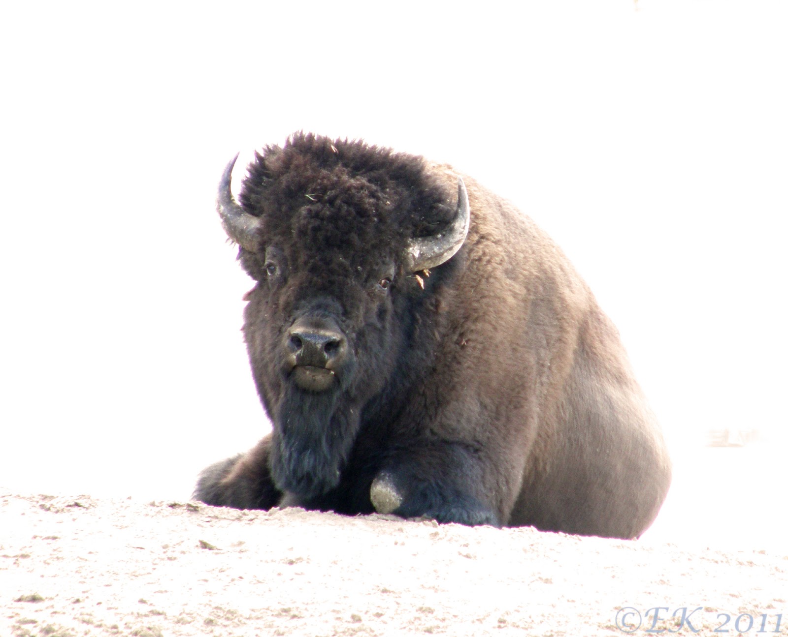 Arctic Fever: Adventure and Ordinary Travel Tips: ARcTic Art?