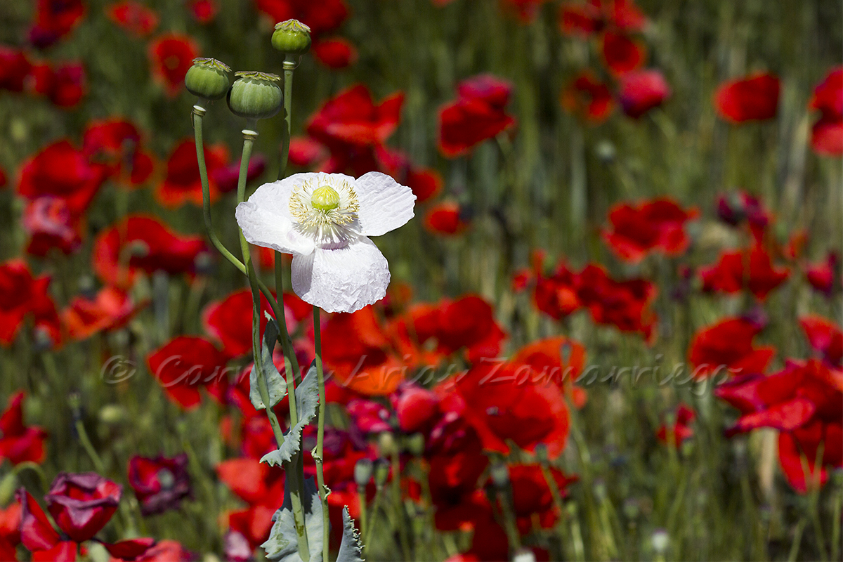 HACIA UNA NUEVA AVENTURA : Papaver somniferum (adormidera o planta del ...