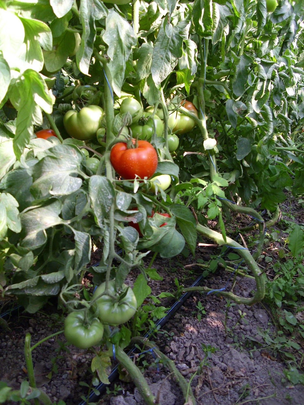 __ Nicolas _le_ jardinier __: Tomate Prekos F1 Cultura II 2013 - 8 ...