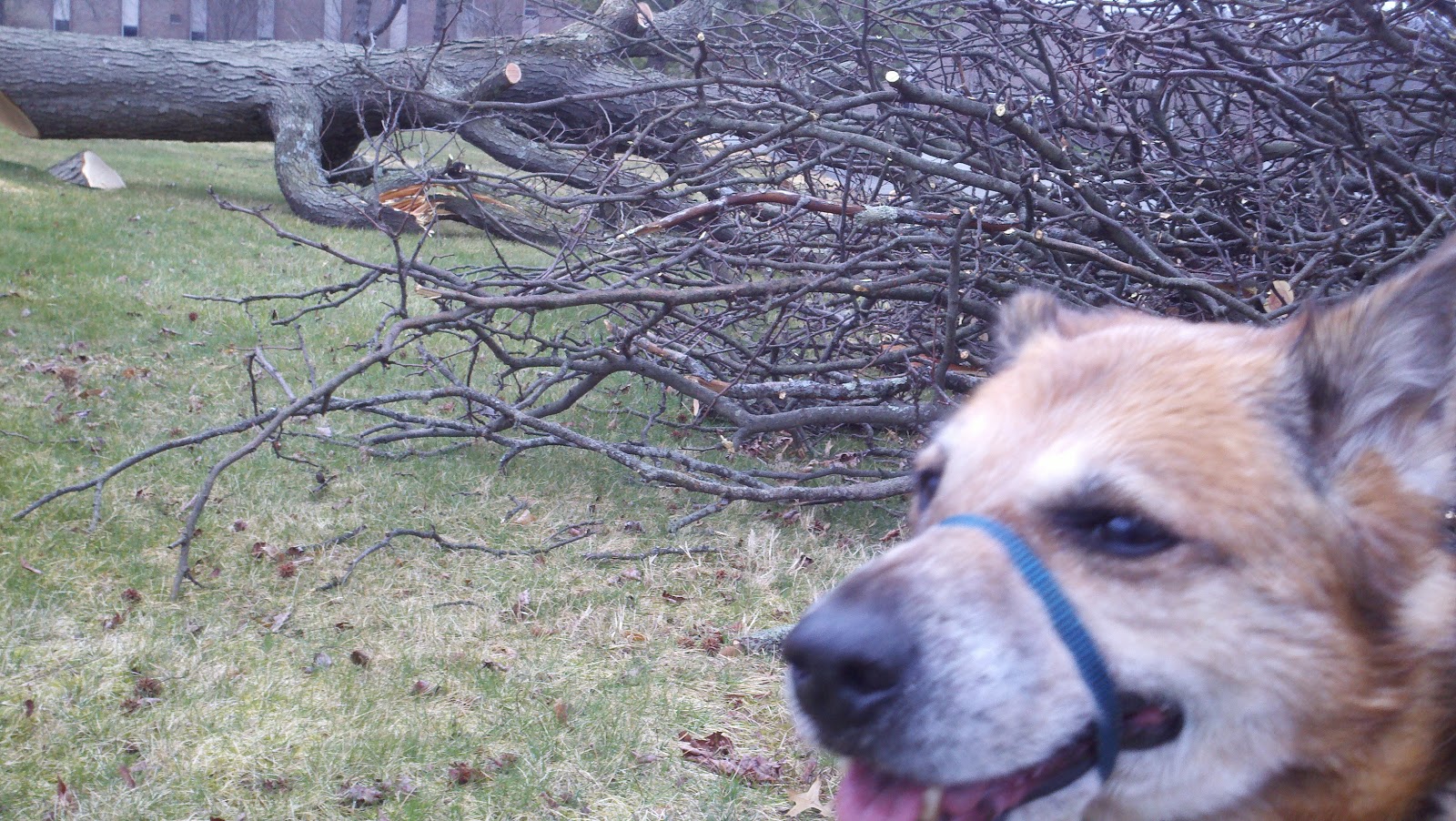 Birthday Dog and a Tree Connection - Intuitive Touch Animal Care