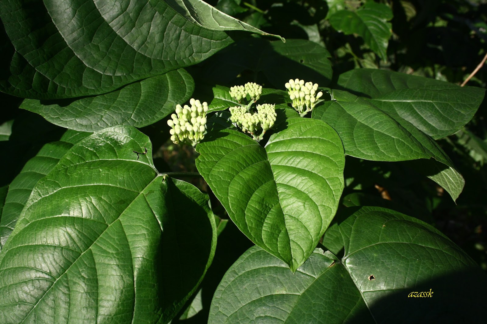Calm-Sojourner: Flowers from Mizoram