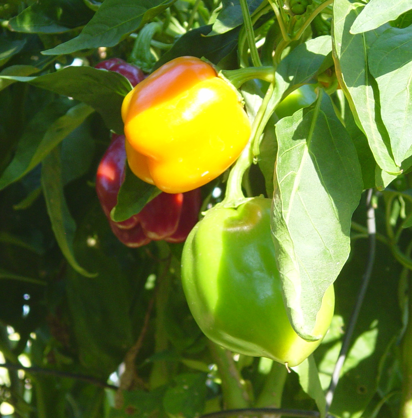 Garden Ally: Big Bertha, What a Gal!