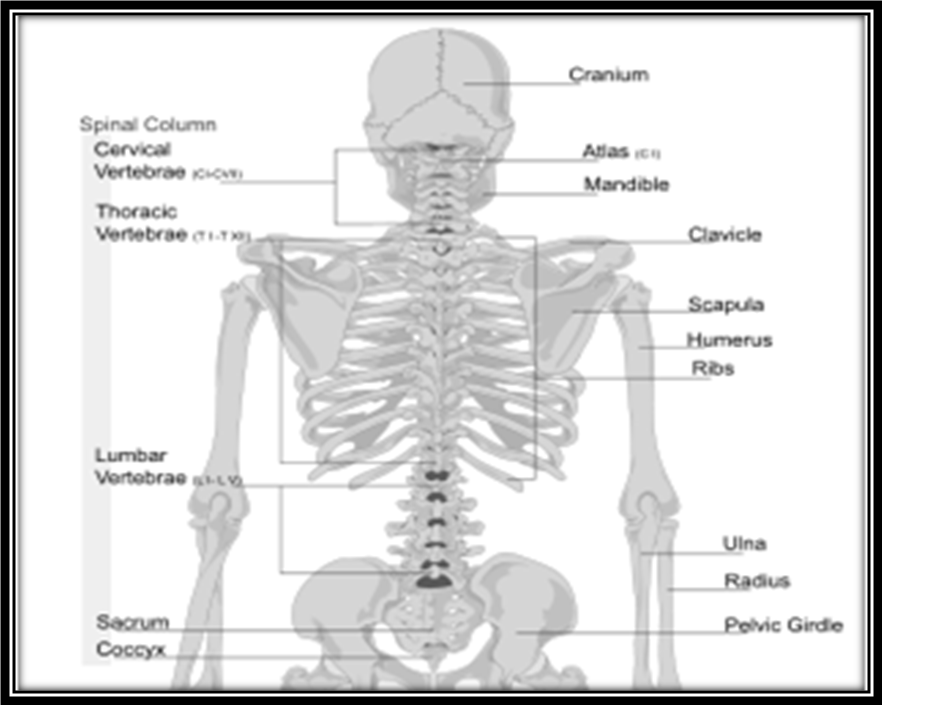 NOTA-NOTA PISMP PJ: Tulang rangka