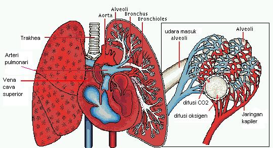 Physiotherapy Care: Emfisema Paru