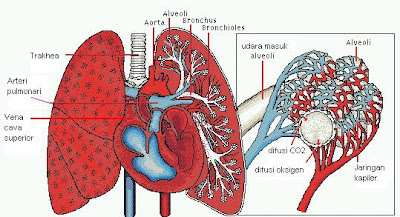 Physiotherapy Care: Emfisema Paru