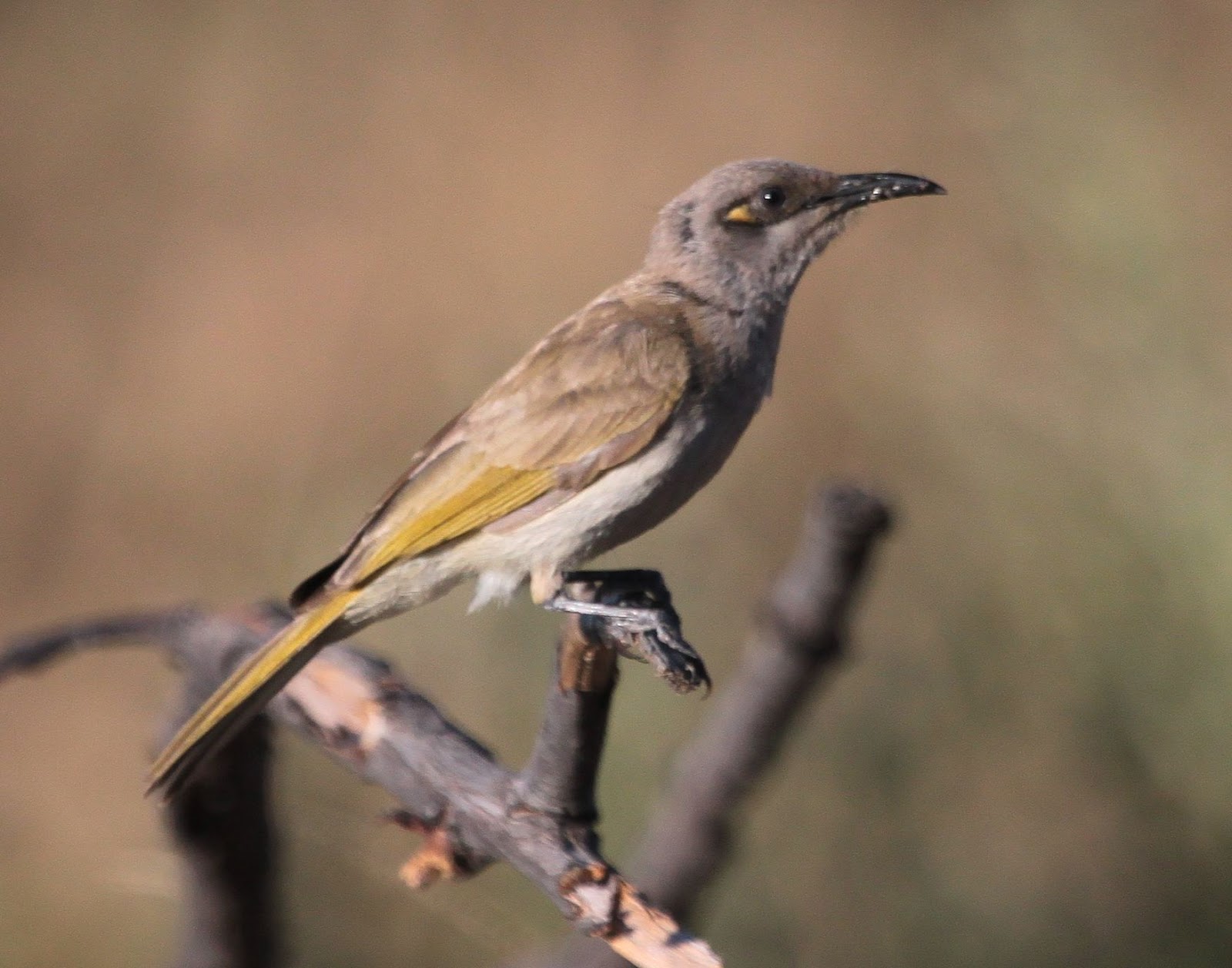 Richard Waring's Birds of Australia: White-breasted Woodswallow, Brown ...