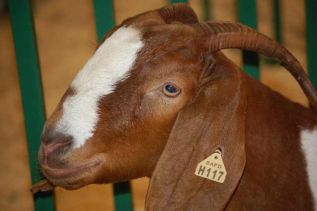 Eternal Lizdom: Indiana State Fair: Animals