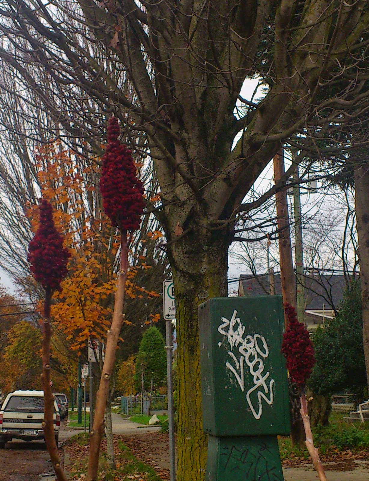 Vancouver Voyager: Town Fool