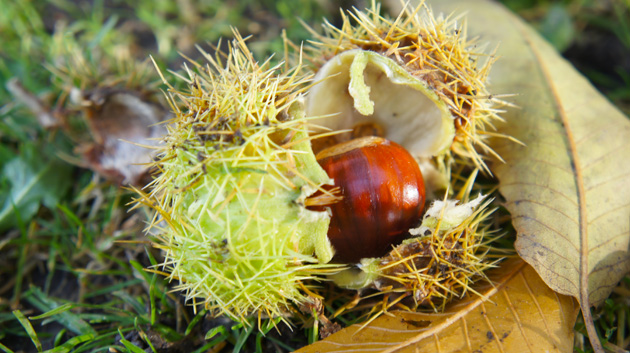 Forskellen på hestekastanjer og spisekastanjer - en lille billedguide