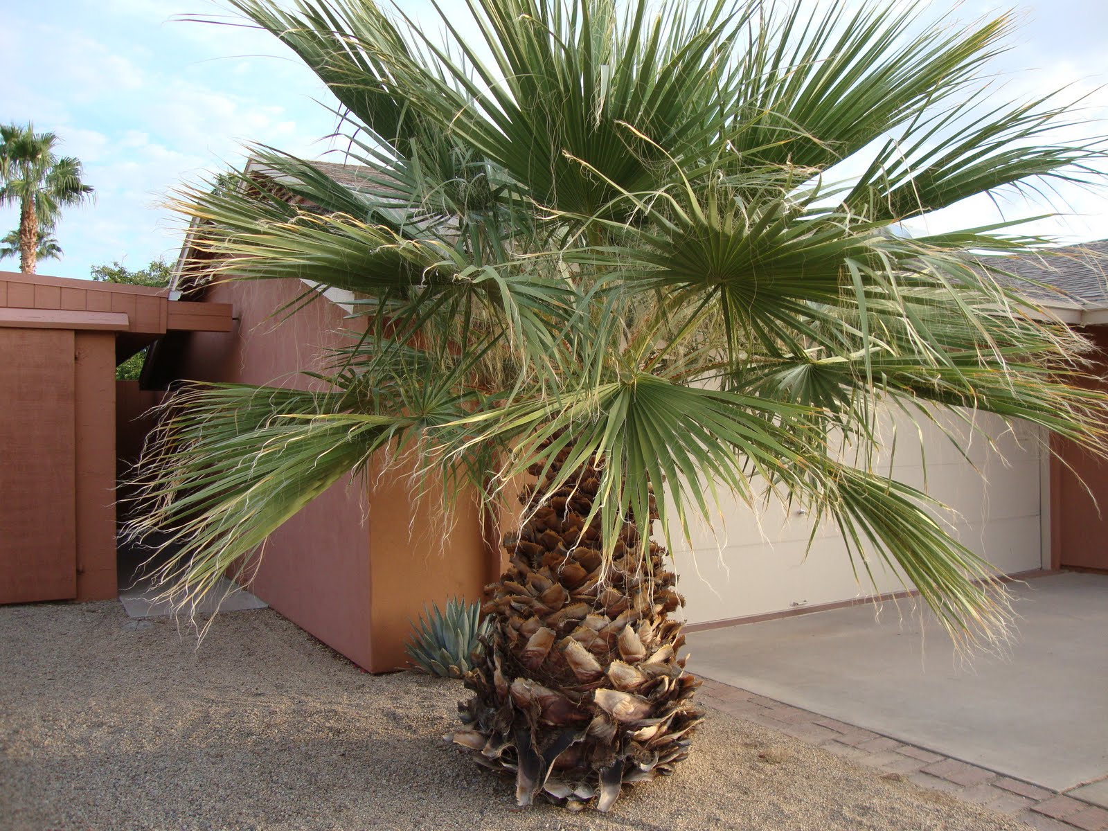 danger garden: A spiky (spooky) Halloween to you!