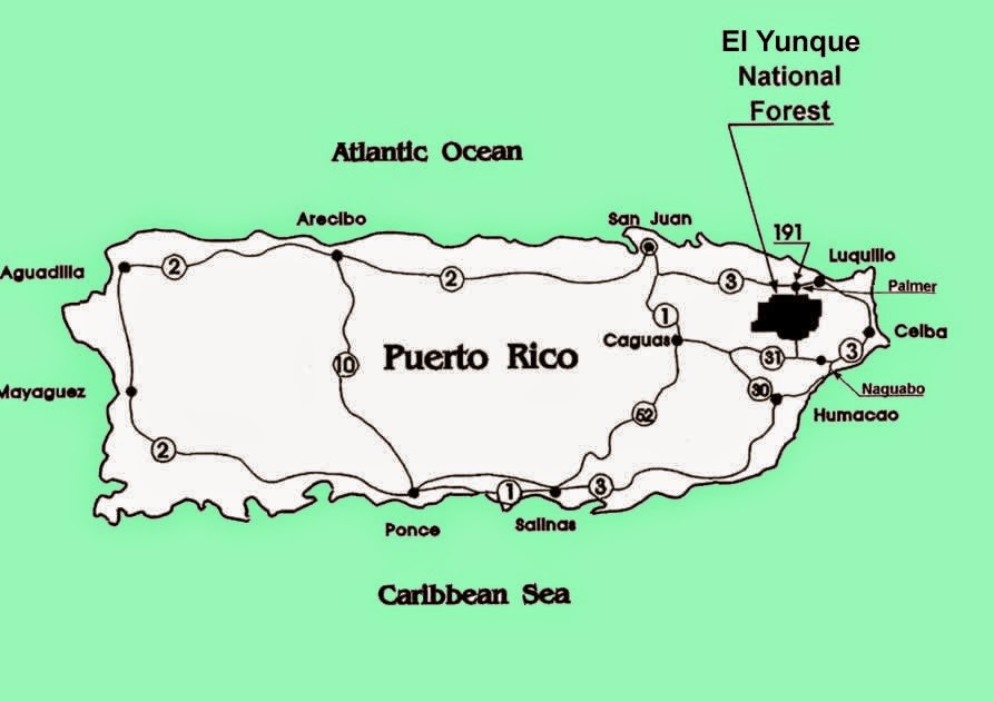 Drive of the Day: Riding The Rain Forests Of Puerto Rico