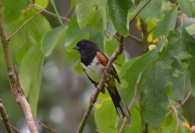 Woods Walks and Wildlife: Woodcocks and Warblers and More (or: Why ...