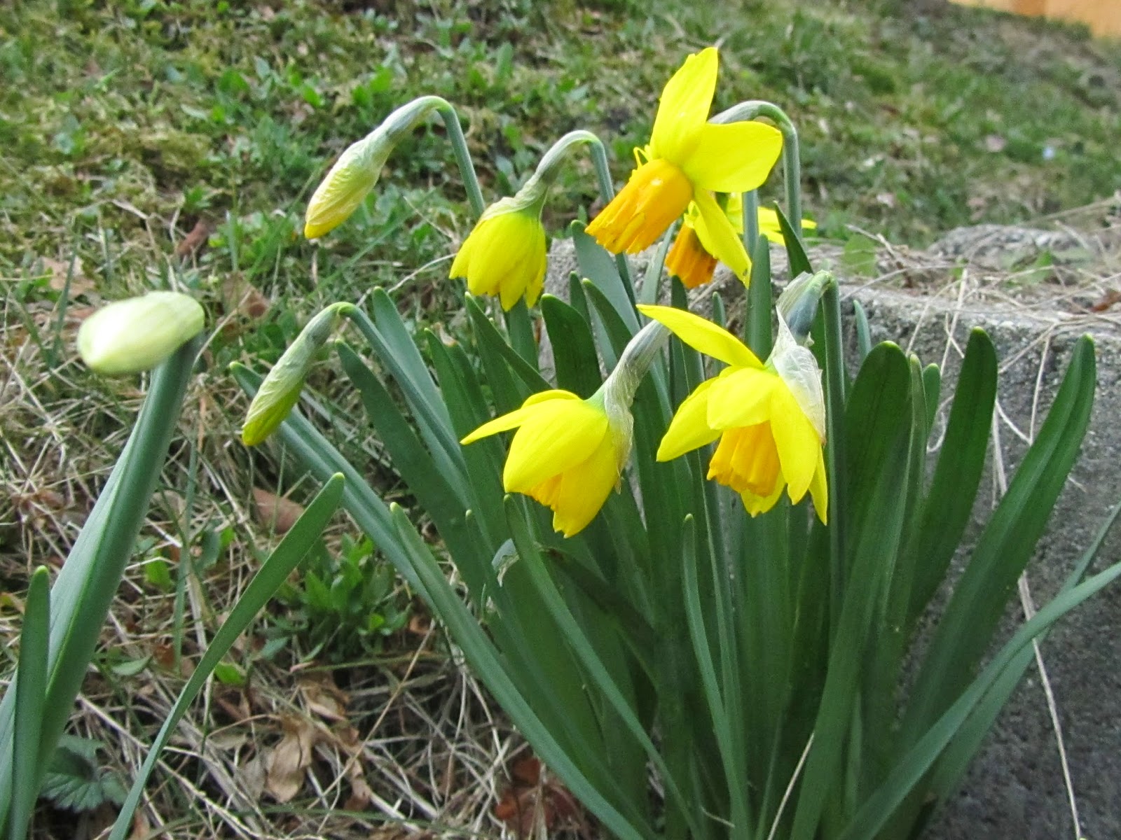 Narcissus (Narcisi) e il Risveglio della Primavera, Come Piantarli ...