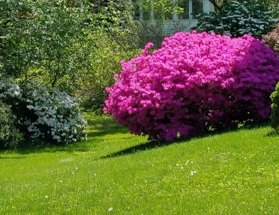 Future Plants by Randy Stewart: Azaleas -Evergreen Hybrids