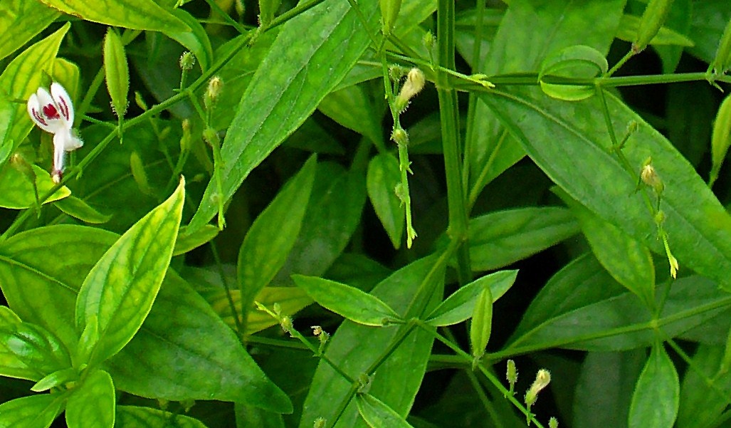 \ HERBAL - Sambiloto (Andrographis paniculata)