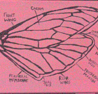 Dislocations: Kayt Hester: Summer & the Magicada