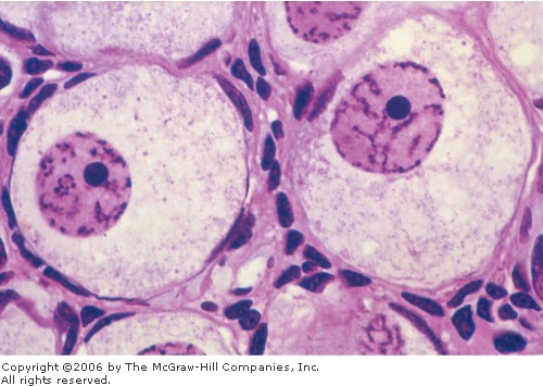 De Histology: Nucleolus