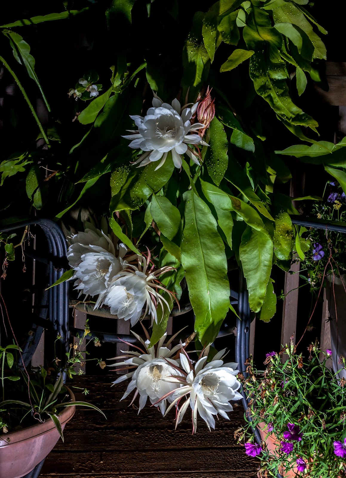 See What I See: 昙花，Night queen flower