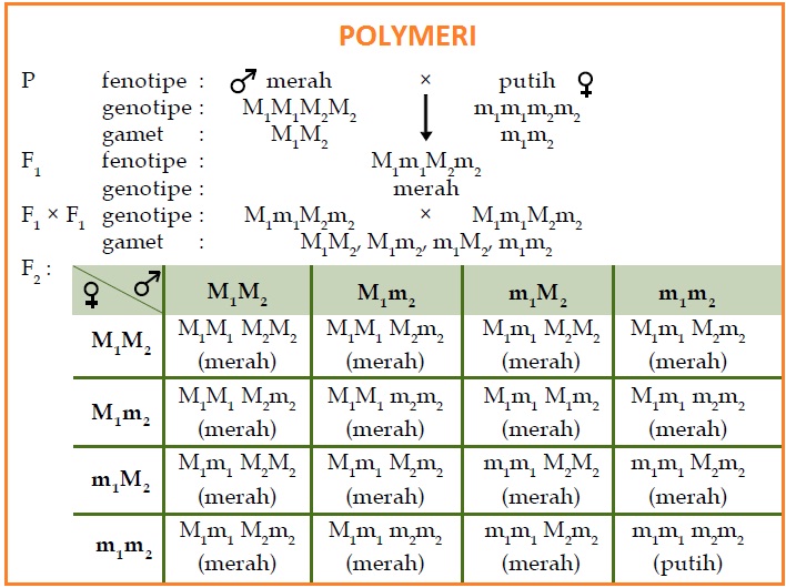 MENDELISM - Biology Page