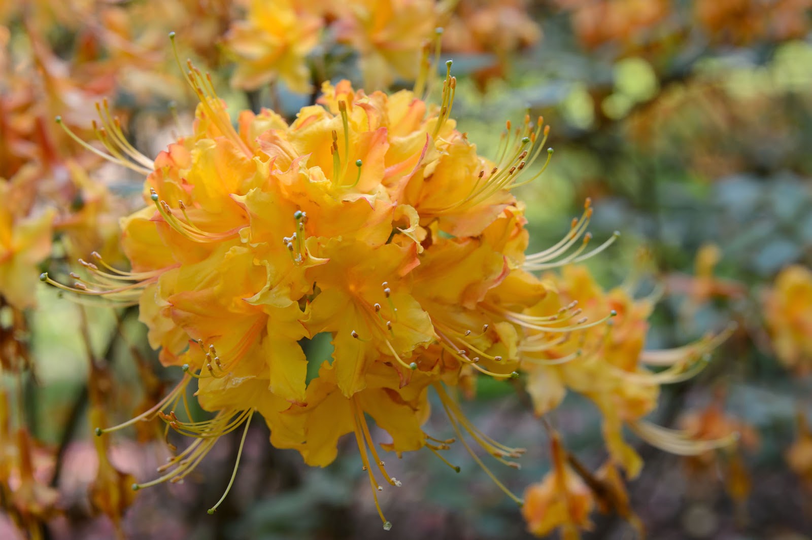 Bubba's Garage: April 2017