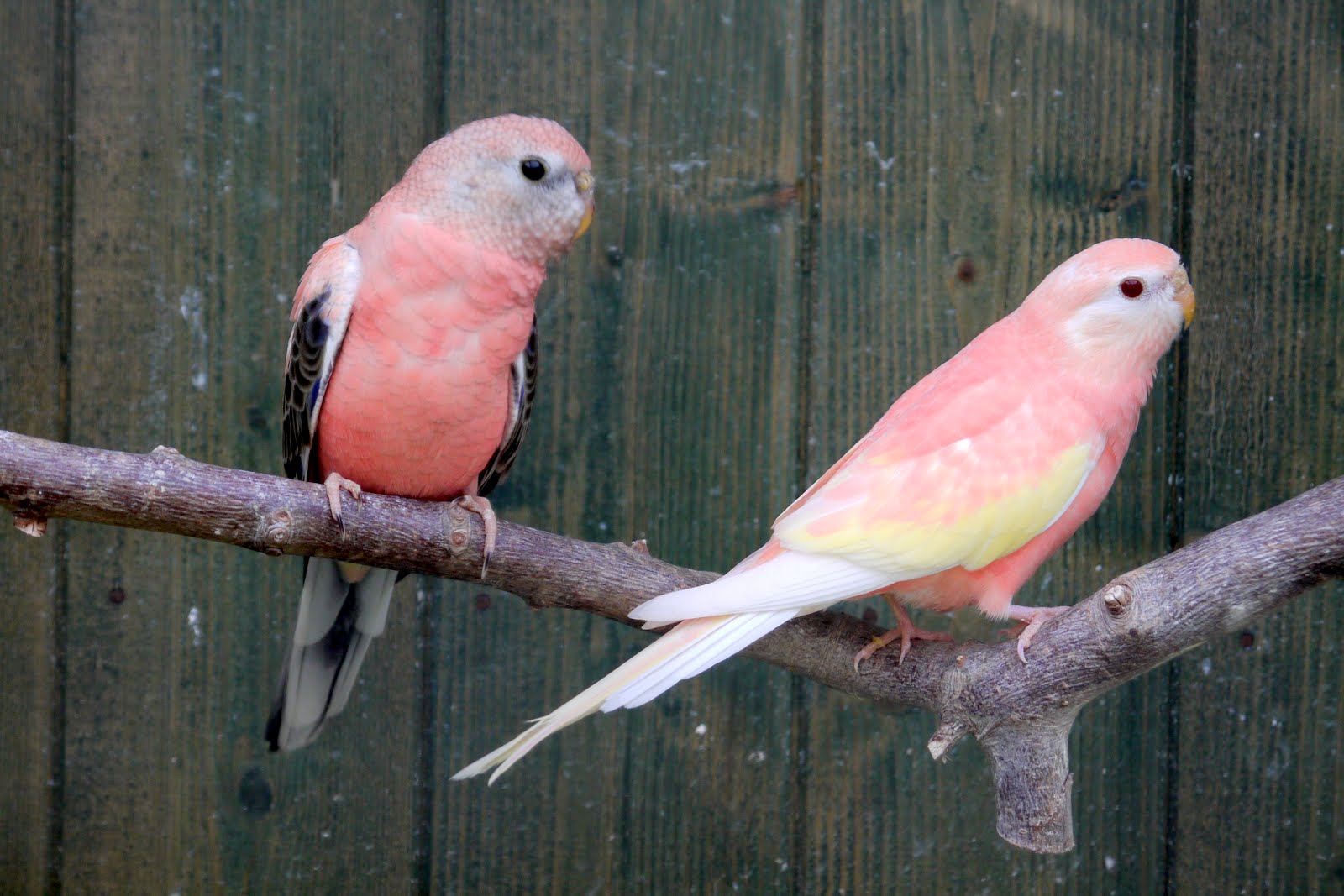 Grassparakeet photo blog: Young bourkes ready to go
