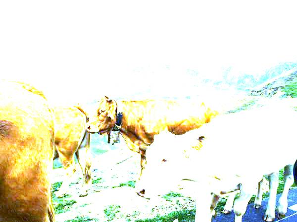 Best Pyrenees Photos: About Animals - Animals of the Pyrenees ...