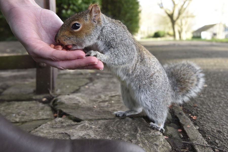 VJEVERICE / Squriel / mogu oduševiti kao ljubimci.: CRVENE VJEVERICE ...