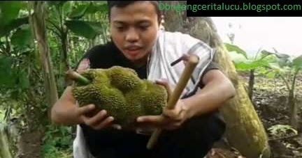 Dongeng Si Kabayan Ngala Nangka Lengkap Beserta Gambarnya