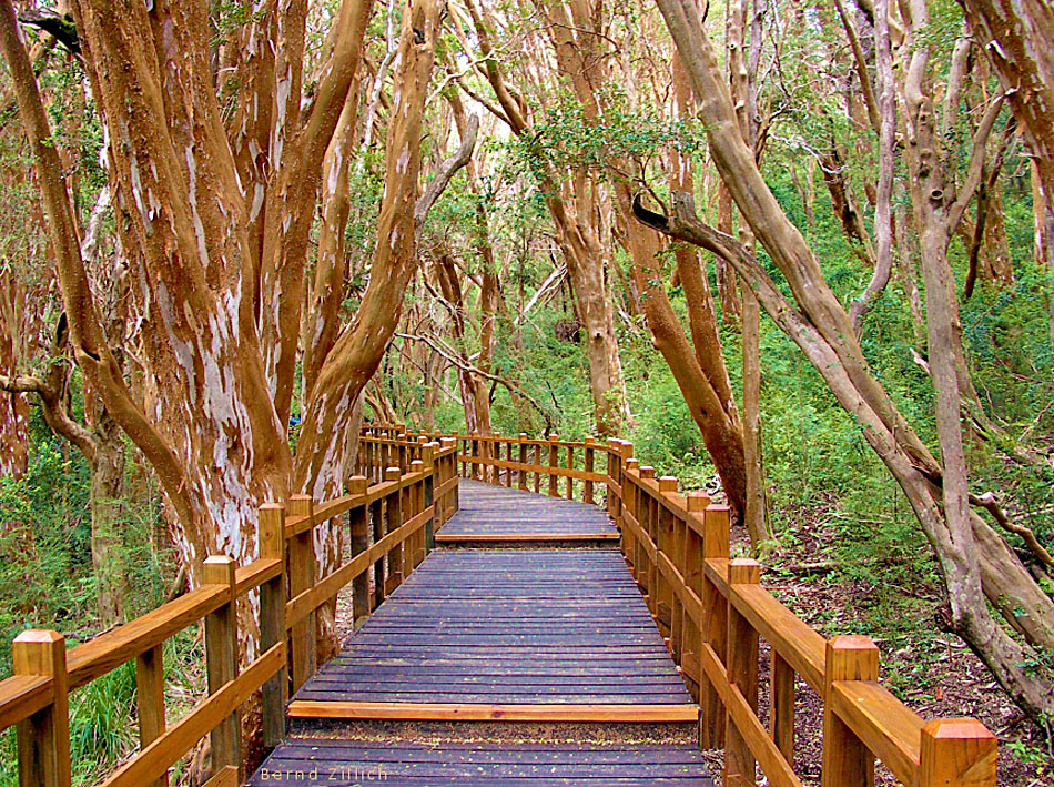 CONOZCAMOS LA ARGENTINA: EL BOSQUE LOS ARRAYANES UN LUGAR ÚNICO EN EL MUNDO
