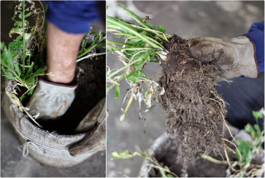 Update: Harvesting Our Horseradish Root | 17 Apart