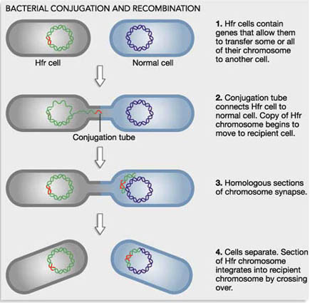 biology: The end of the antibiotics era