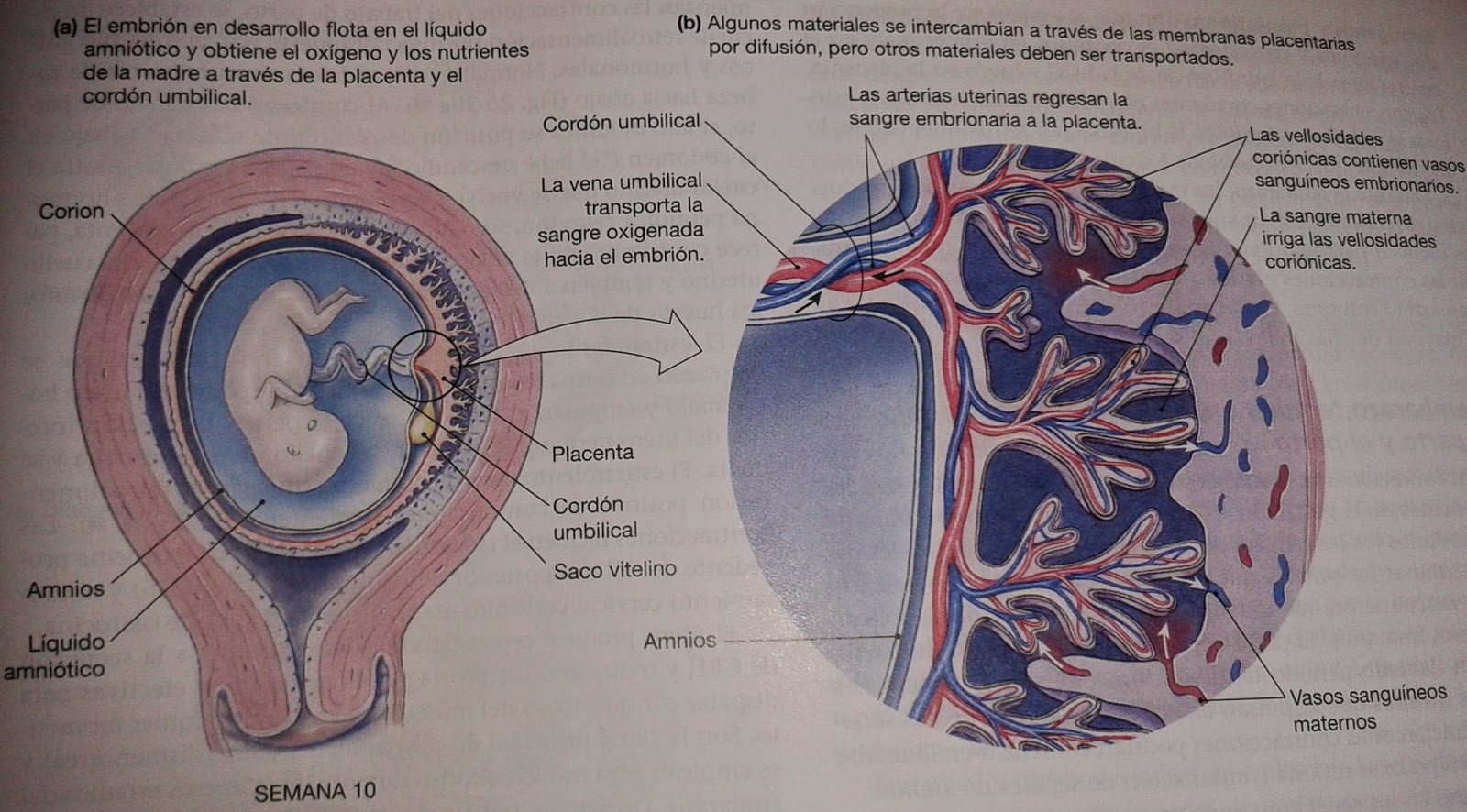 Cordón umbilical Cordón umbilical