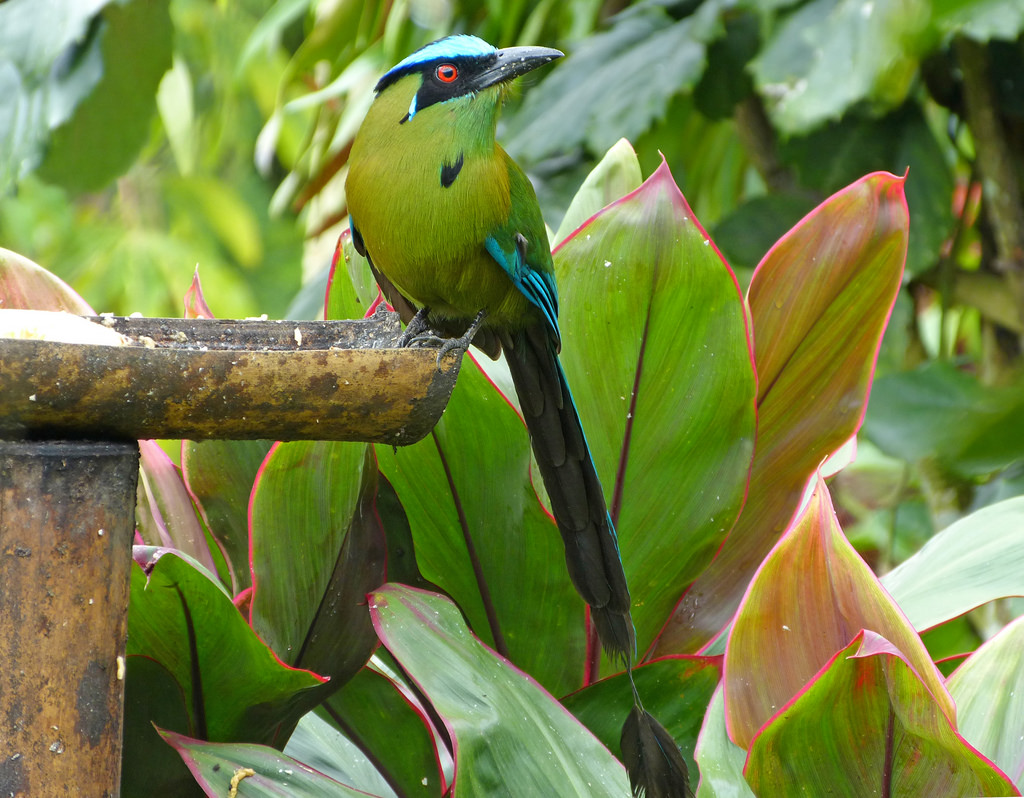 Cultura Guaraní: Barranquero Coronado (Momotus Momota)