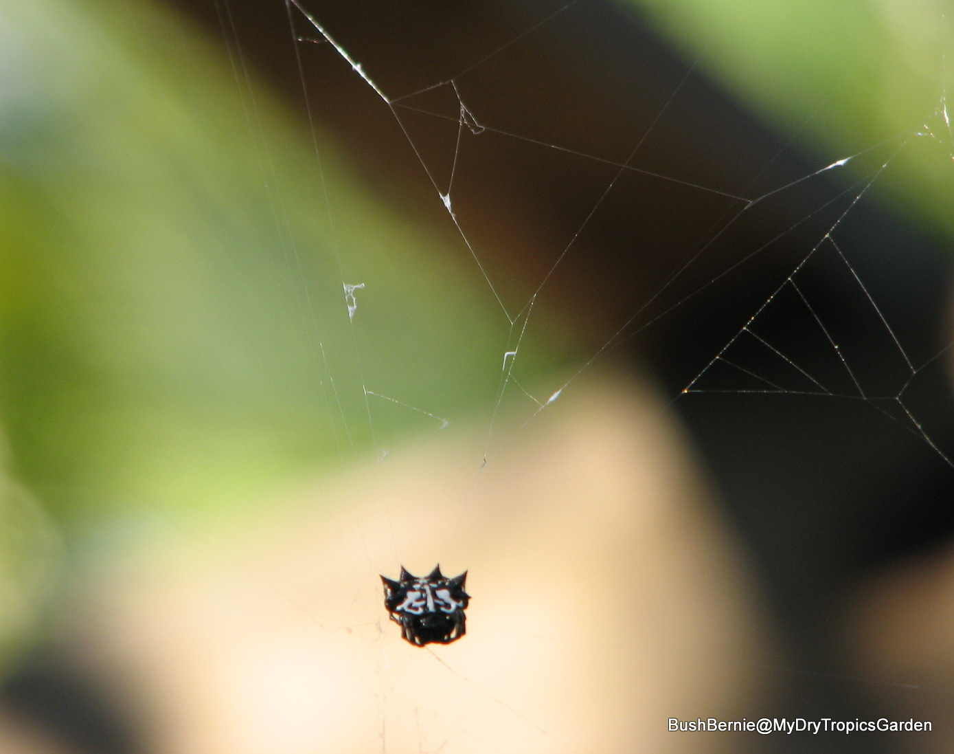 Bush Bernie's Blog: Wildlife on Wednesday ... It's A Jewel Spider