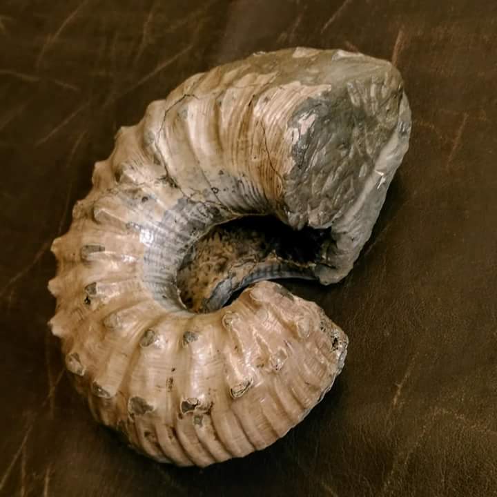 ギター製作家の視点: Fake ammonite そしてタケノココワイ
