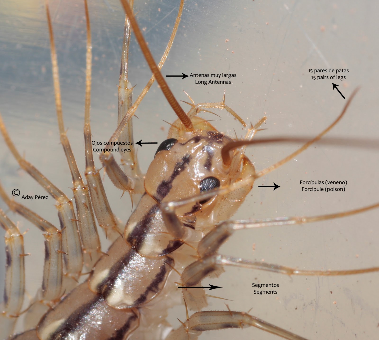 Artropodolandia: Scutigera coleoptrata