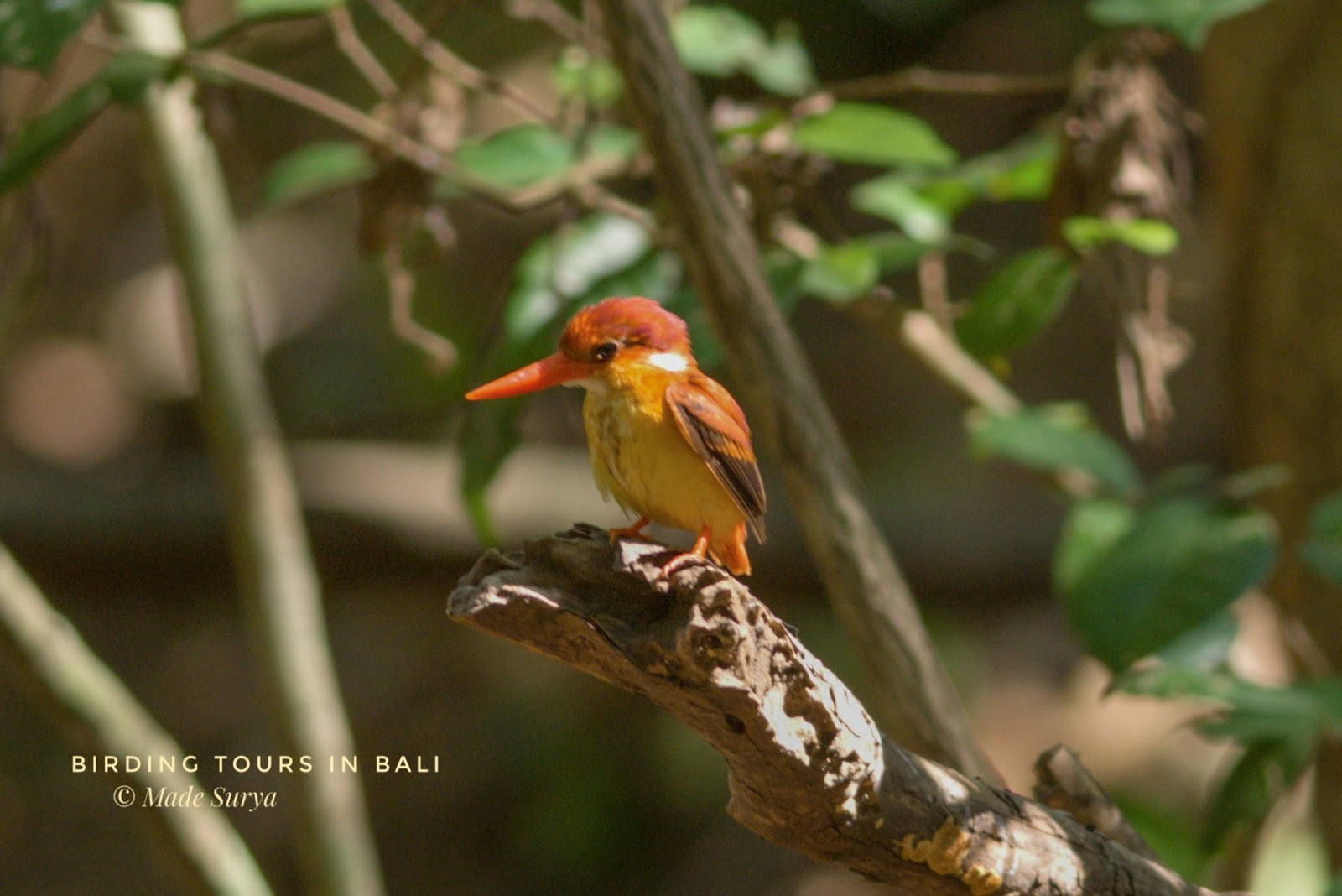 Birding in Bali Barat National Park - Trip Report-Review-Testimony