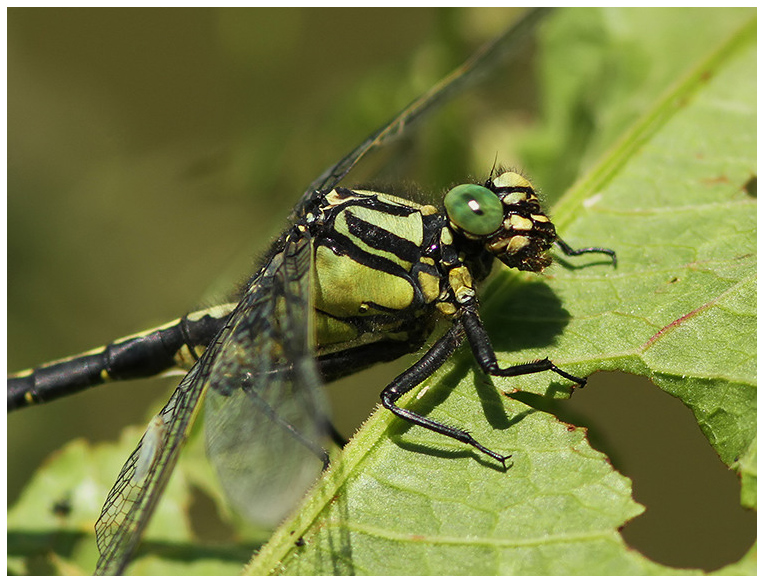 Kent Dragonflies: The Common Clubtails of West Sussex