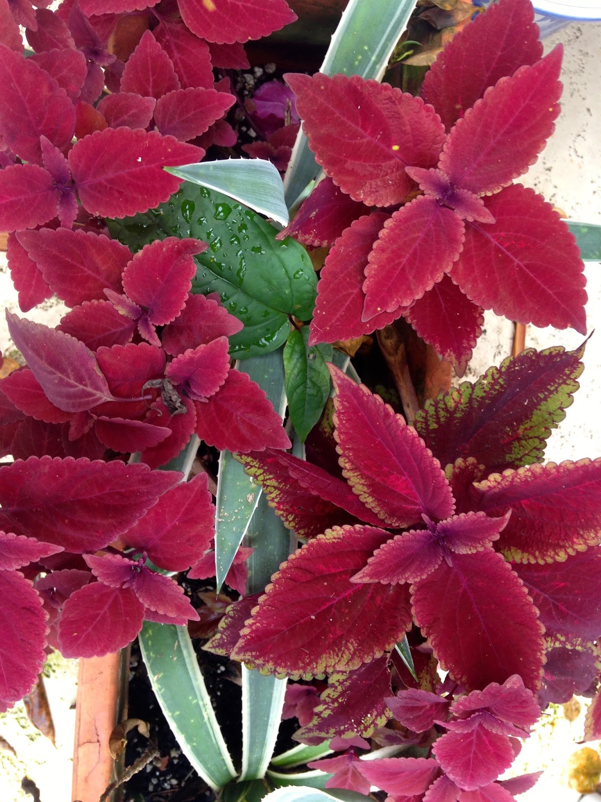 MAY DAYS: How To Propagate A Red Coleus Plant