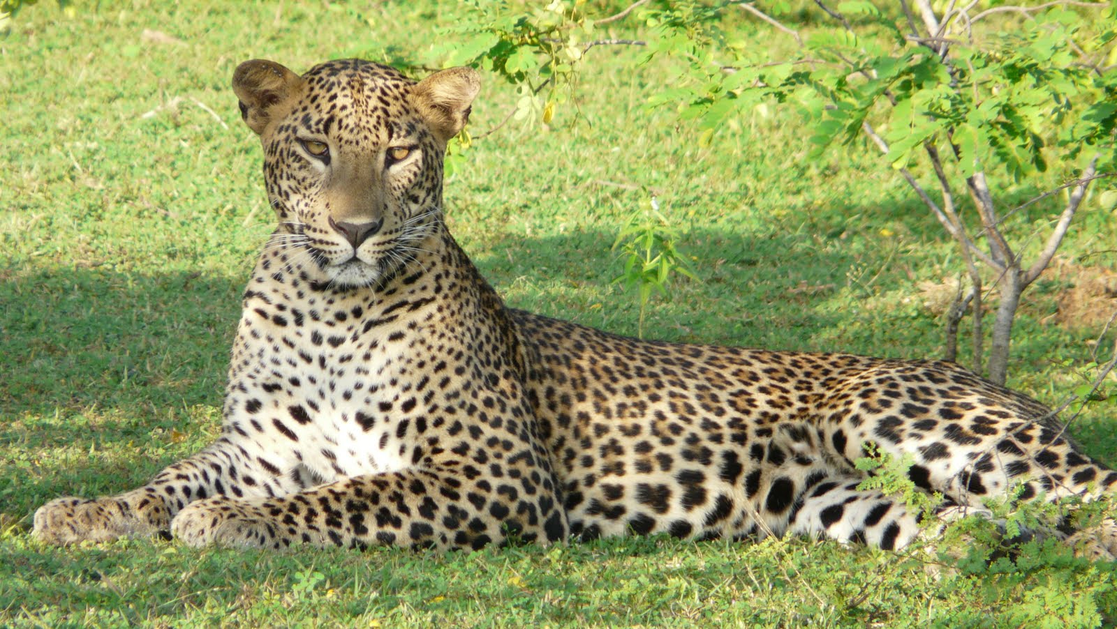Wild Animal in Sri Lanka (Picture Collection): Tiger in Yala Park